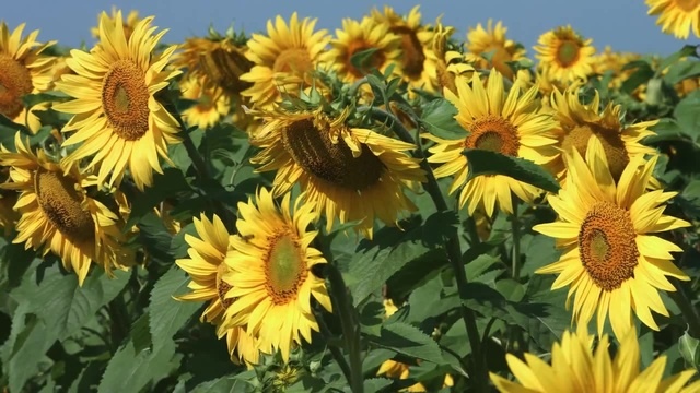 🌻 𝕊𝕦𝕟𝕗𝕝𝕠𝕨𝕖𝕣 𝔽𝕚𝕖𝕝𝕕 | 💿🎵: Timecop1983 & Josh Dally - Let's Talk - Coub