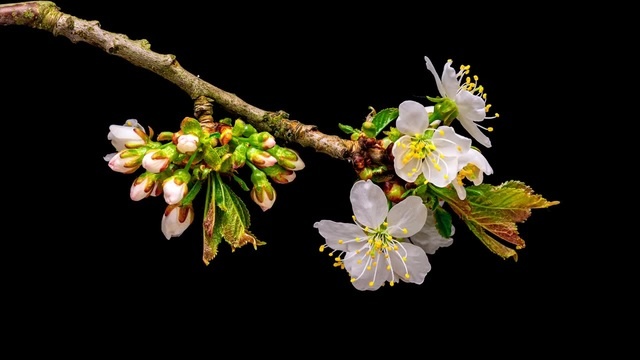 Amazing Flowers - Coub