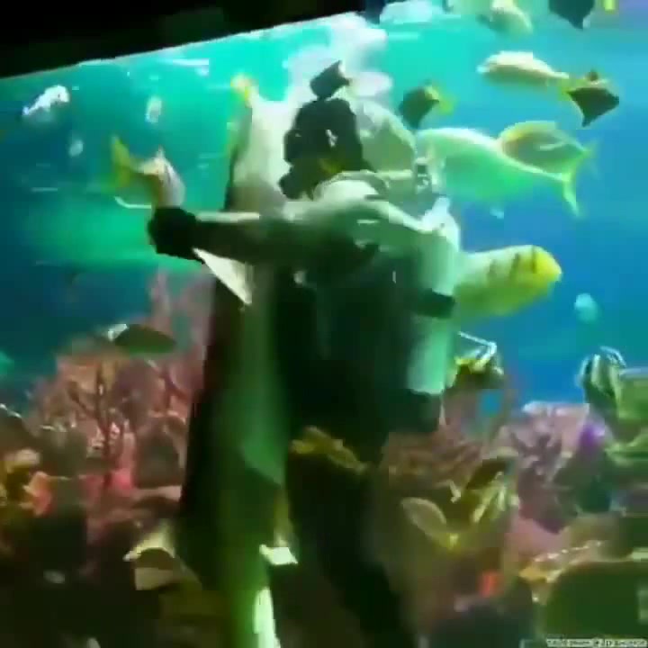 Scuba Diver dancing with Shark - Coub