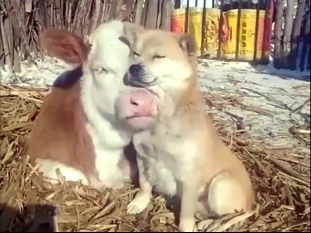 friends in the sun - Coub