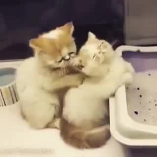 nice little kittens - Coub