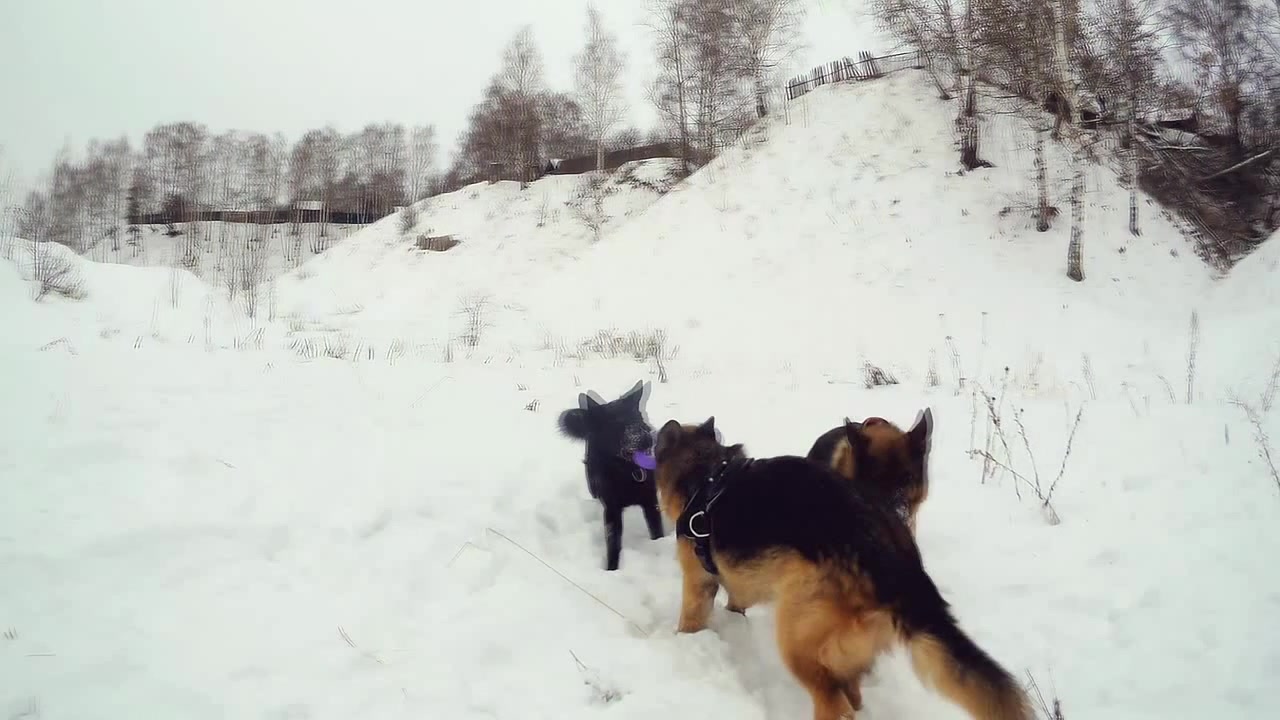 German Shepherd #live-coub - Coub