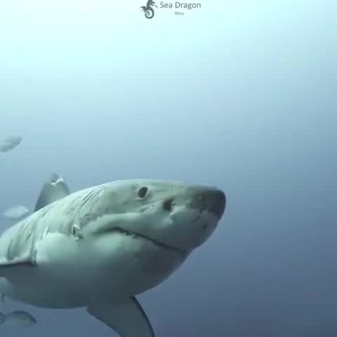 Dangerous shark - Coub