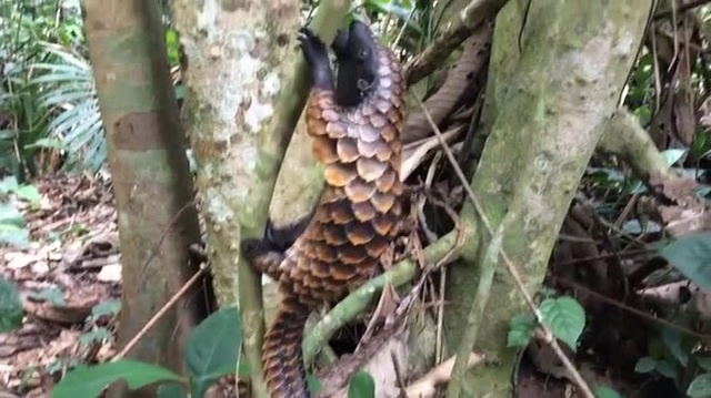 Pangolin (song: VRIMA KISHOU - Baki) - Coub