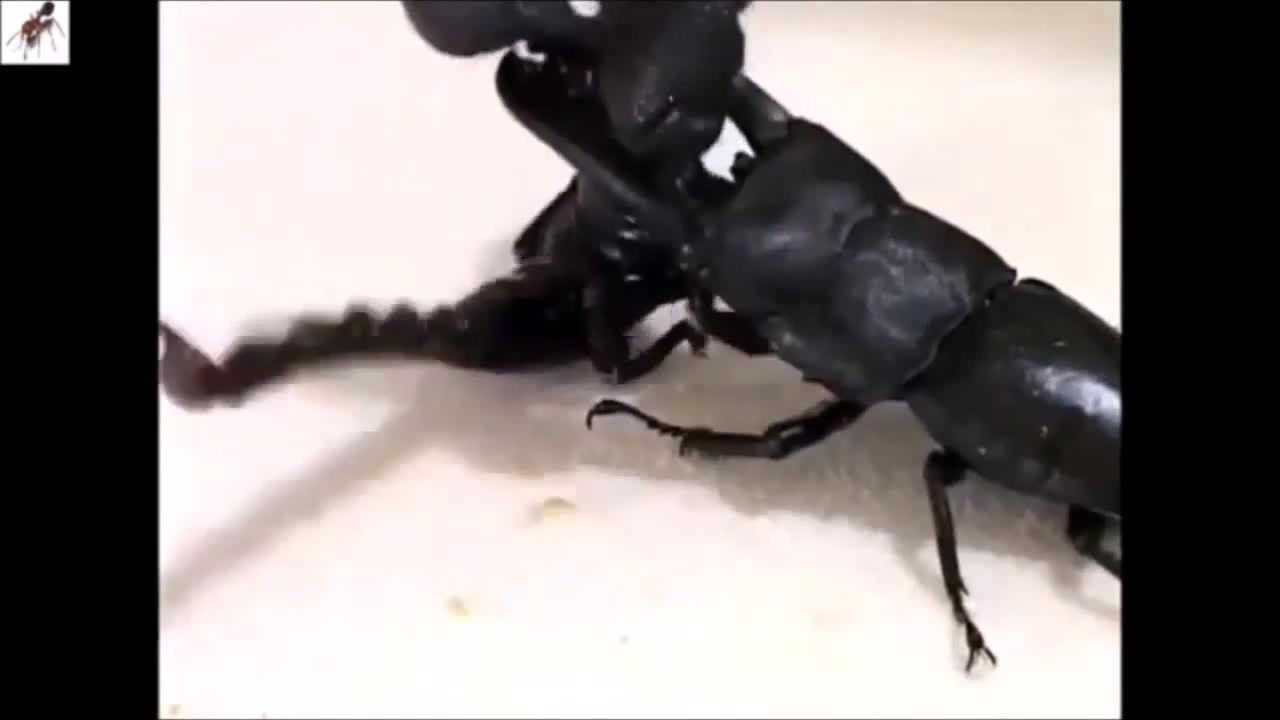 Stag Beetle VS Emperor Scorpion (Battling Bugs) - Coub