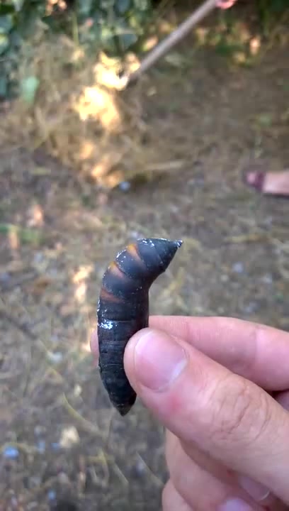 Cocoon shakin' dat booty - Coub