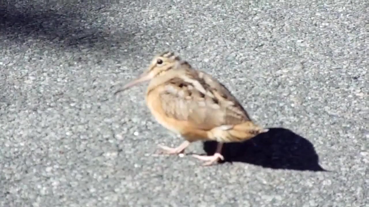 Dancing Bird - Tequila - Coub