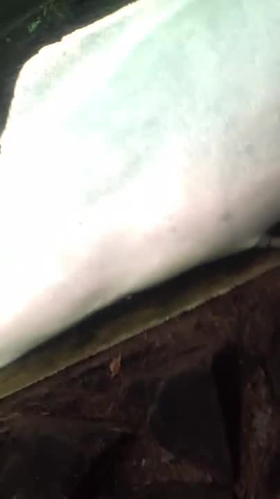 Dolphin self masturbates with beheaded fish - Coub