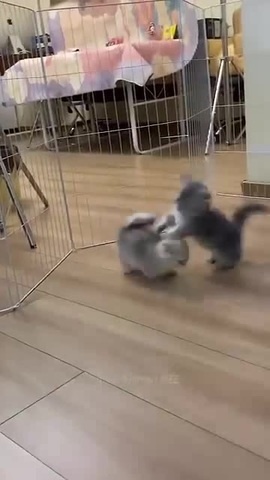 Funny Cats 😹 - Coub