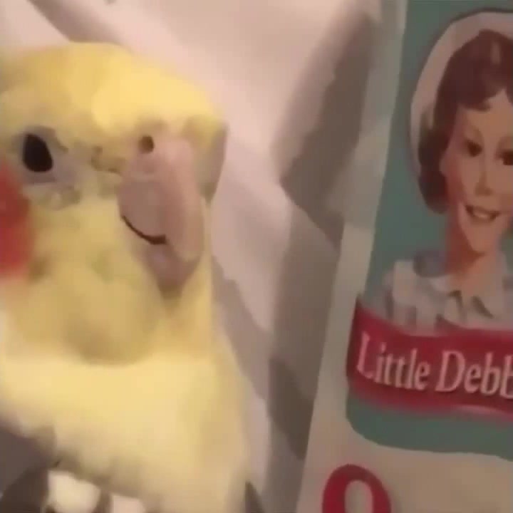 9 MIN OF DANK BIRB MEMES #1 - Coub