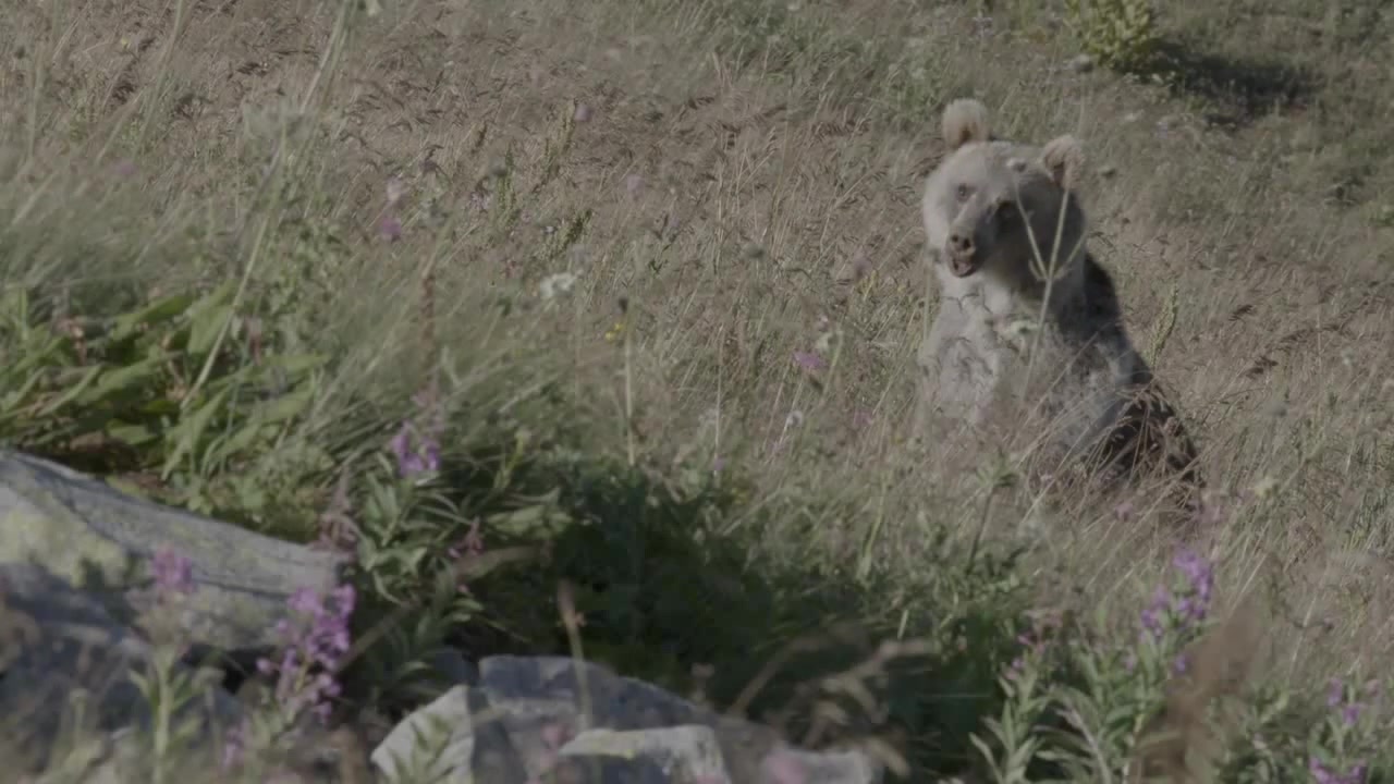 "Jara" trailer coming soon! - Coub