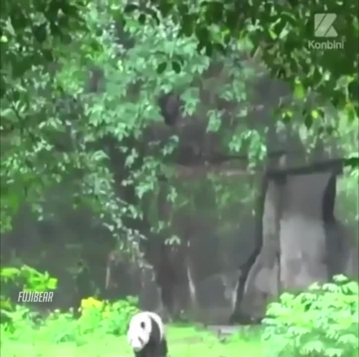 Rockin' and Rollin Panda style - Coub