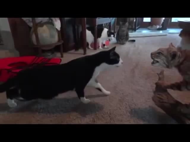 Half Life Cat - Coub