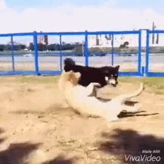 Dogs in the Matrix - Coub