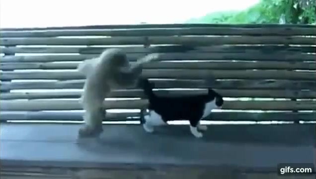 Pesky monkey - Coub