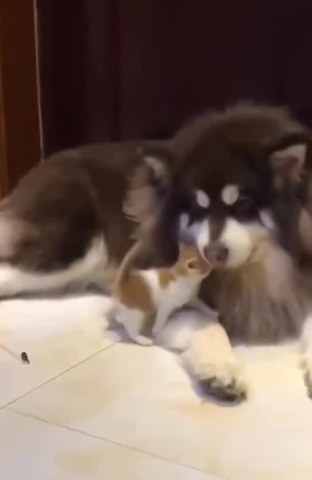 Too cute to sit down - Coub