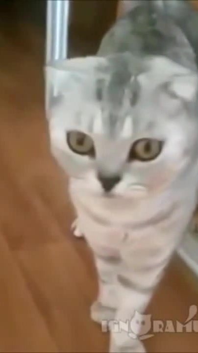 scared mirror cat - Coub