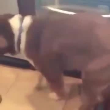 Dance on doggo. Dance on. - Coub