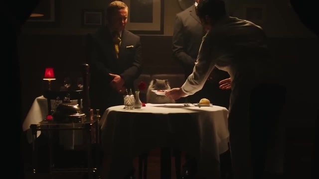 Let's feed the Cats - Coub