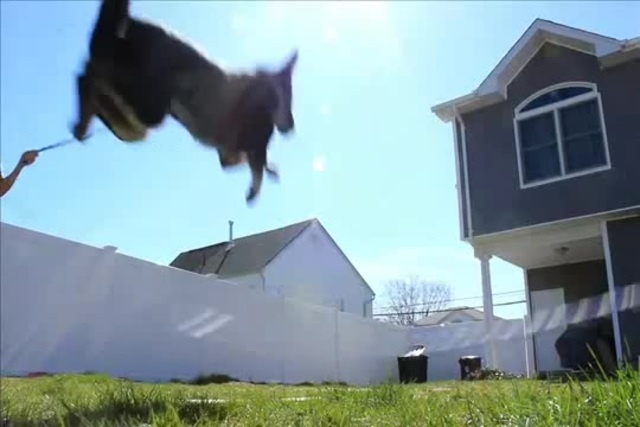 DOUBLE DUTCH DOG BLOWS YOUR MIND - Coub