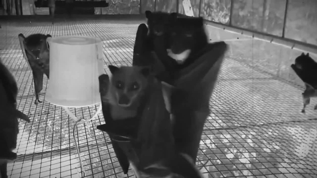 SHE BATS AWAY - Coub