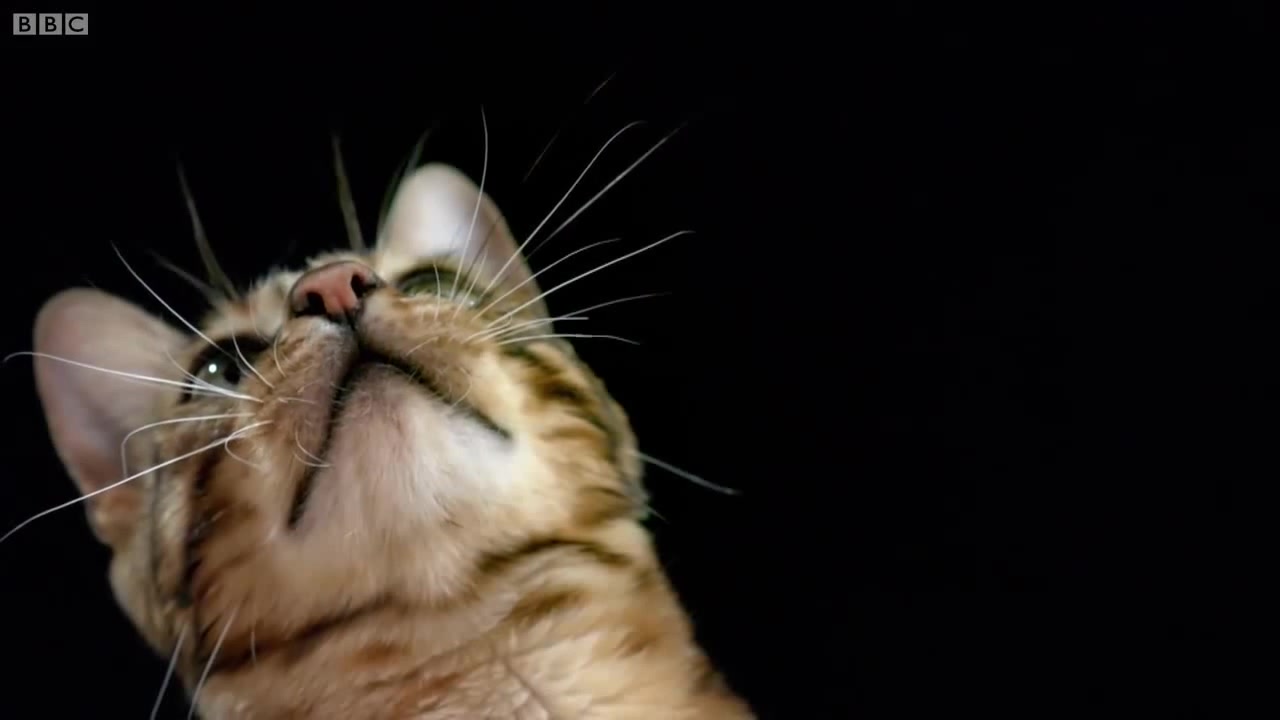 Slow-Motion - Cats - Coub