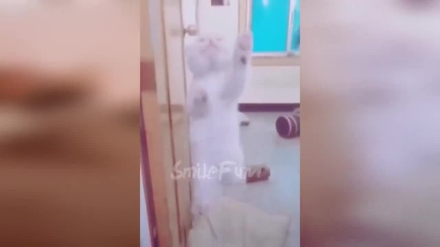 КОШКИ ПРИКОЛЫ С КОШКАМИ И КОТАМИ Смешные Кошки 2020 Funny Cats - Coub