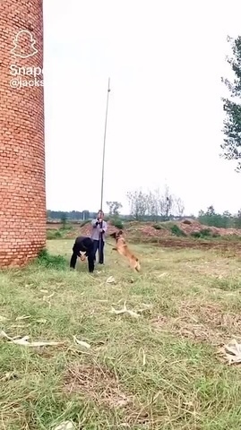 Dog parkour - Coub