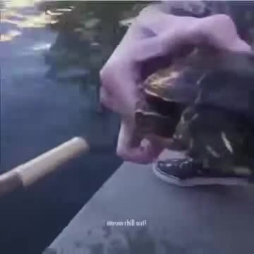 The Dankest Turtle - Coub