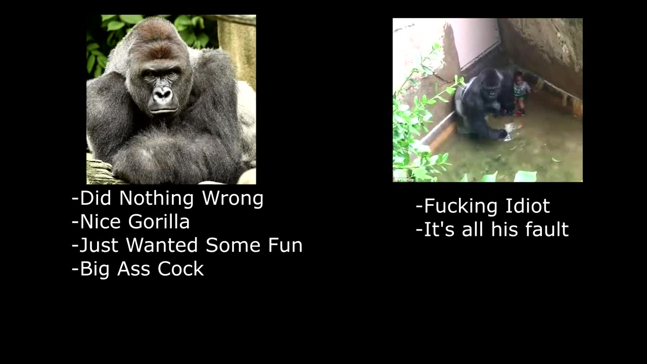 JUSTICE FOR HARAMBE - Coub