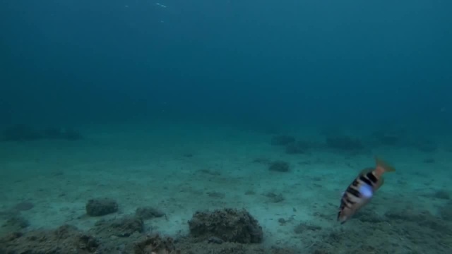 How Fish React To lures ! Use This Fishing Lure to catch more fish ! Fishing https://www.youtube ...