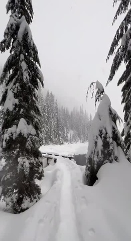 Снежный лес | Winter forest - Coub