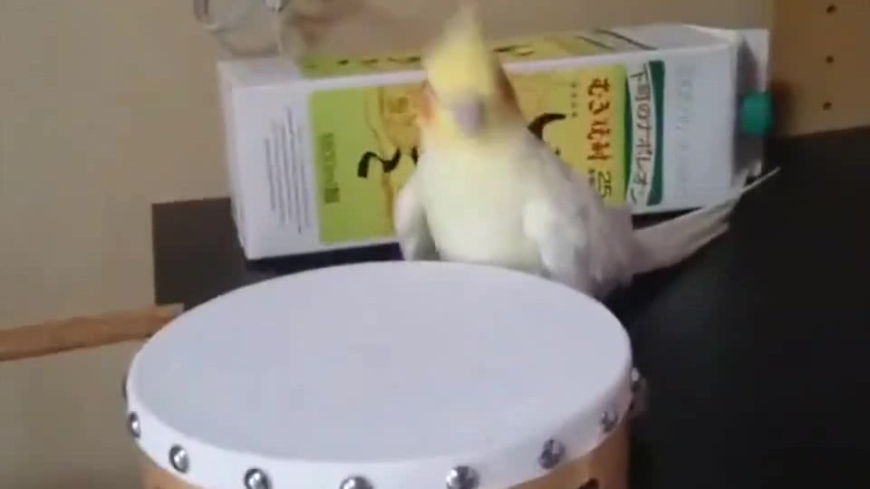rocking bird - Coub