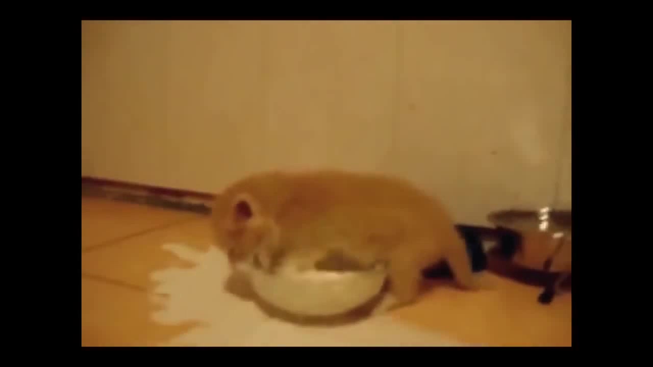 Funny Cats Eating Compilation May 2015 - Coub