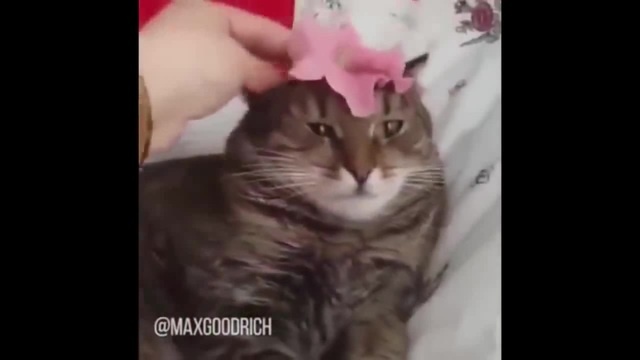 Cat Transcendence- limitless - Coub