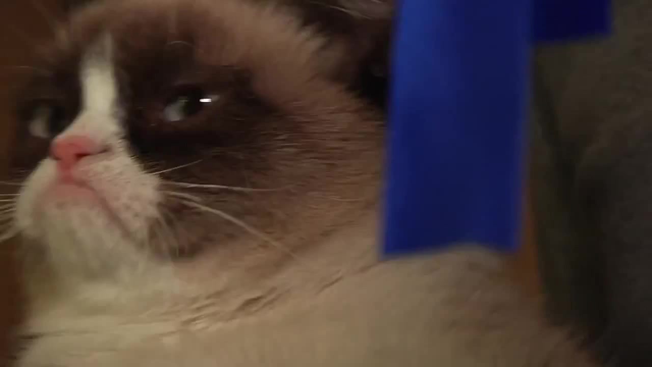 Cheer Up, Grumpy Cat! - Coub