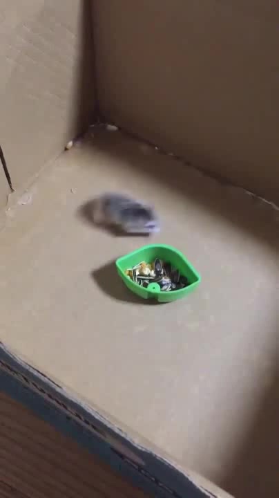 Hamster in the 90's - Coub