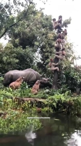 ok... i'm dead - Coub