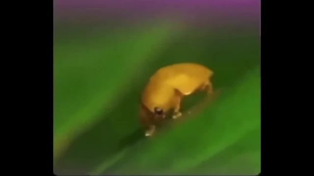 Cartoon dancing bug IRL - Coub