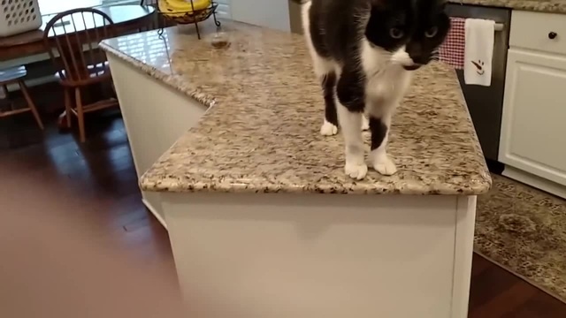 Cat has a crazy deep meow - Coub