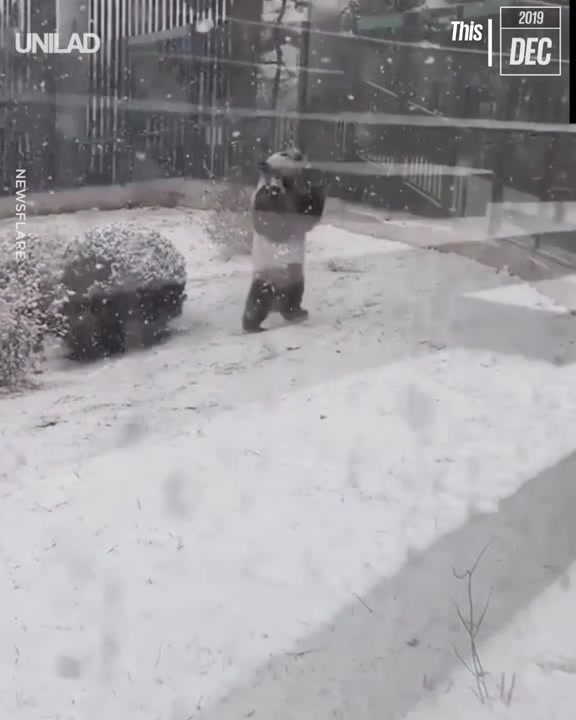 Panda thunder 3 - Coub