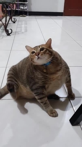 Ohh no cat 😂 - Coub