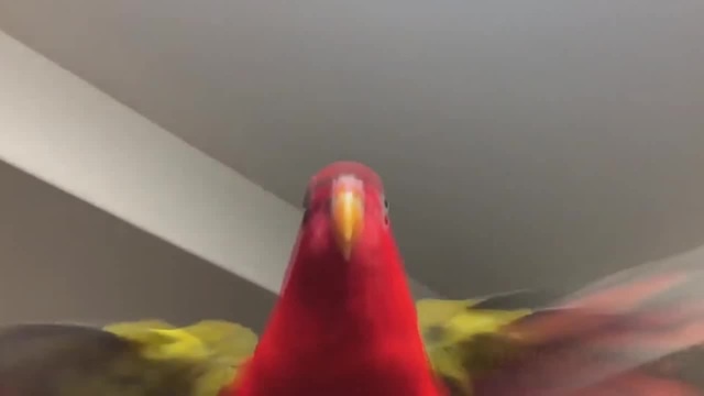 red bird meme - U GOT THAT | RED BIRB - Coub
