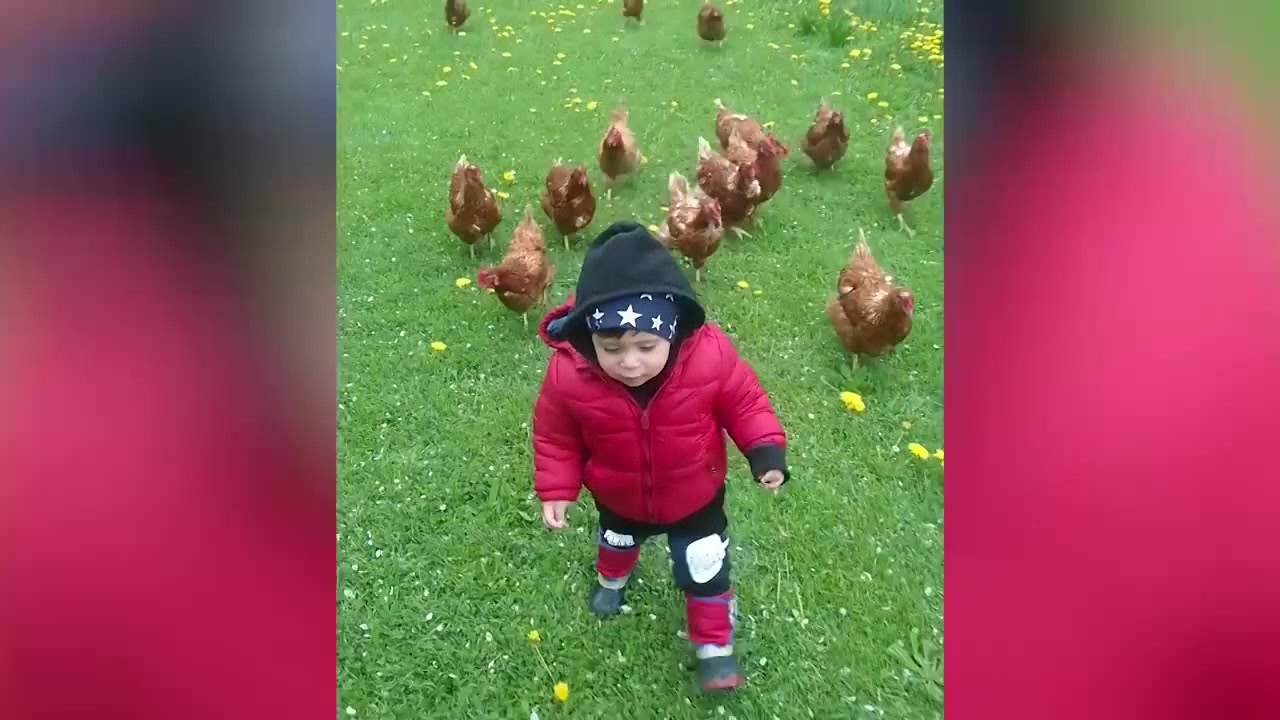 Wallking Chicken - Coub