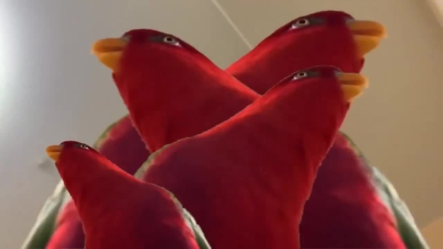 Red Bird - Coub