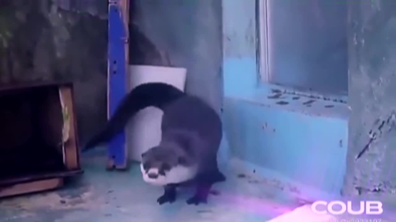 Blinding Lights - Coub