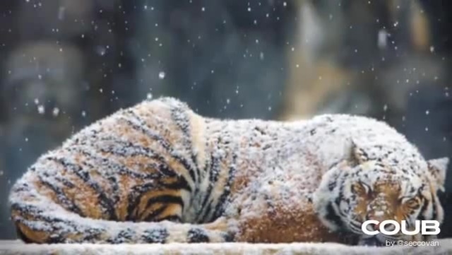 The Tiger and the Snow (Photo to 3d) - Coub