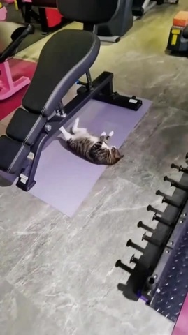 workout - Coub