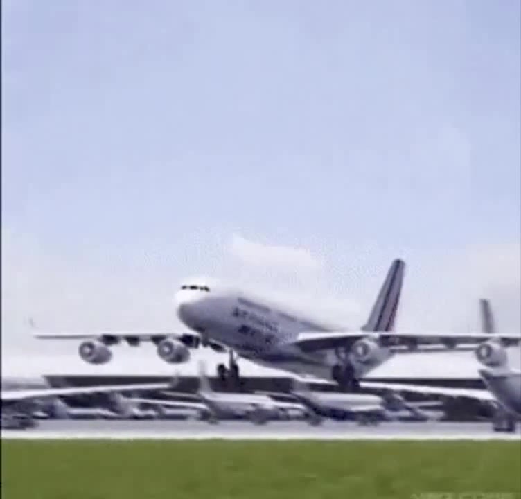 plane vs bird - Coub