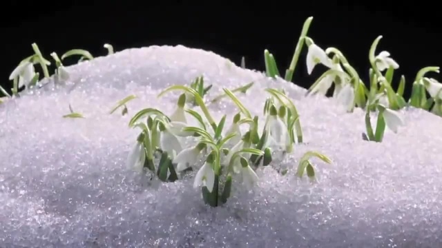 С 8 Марта! / Happy 8th of March! - Coub